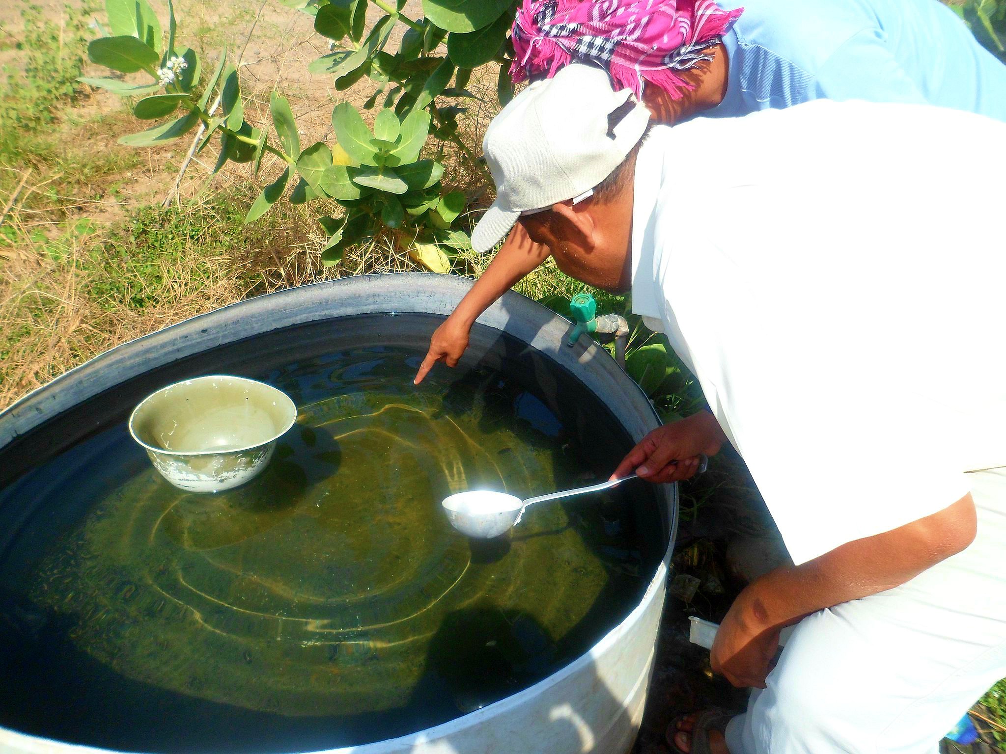 Dengue | Well Travelled Clinics